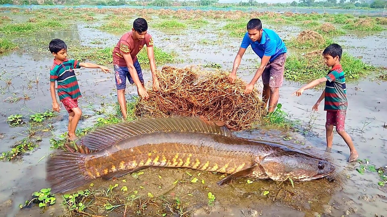 Unbelievable Boys Searching & Catching Big Shoal fish in Mud Water☑ ...