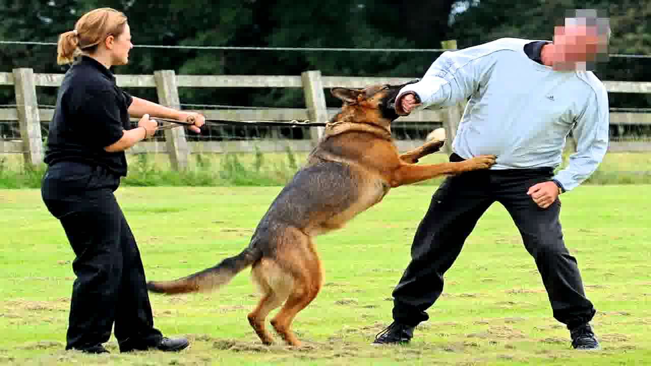 Dog Training Tricks YouTube dog-training-tricks-youtube