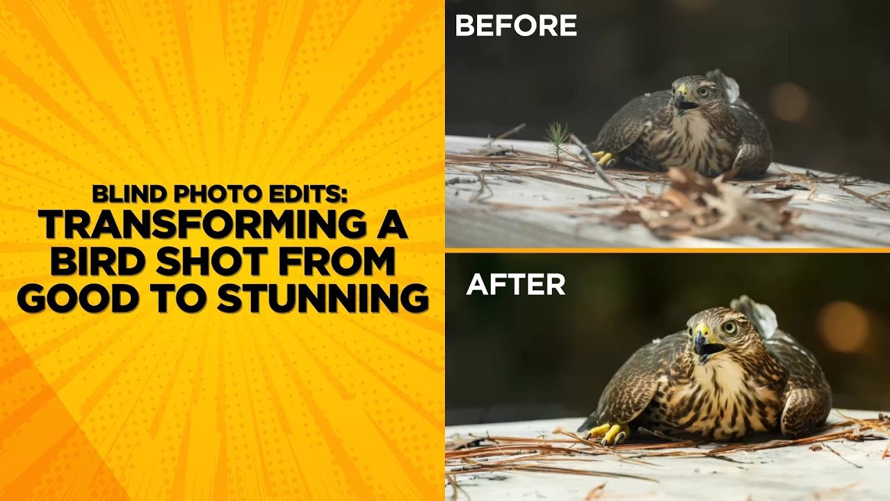 Blind Photo Edits Transforming a Bird Shot from Good to Stunning - YouTube