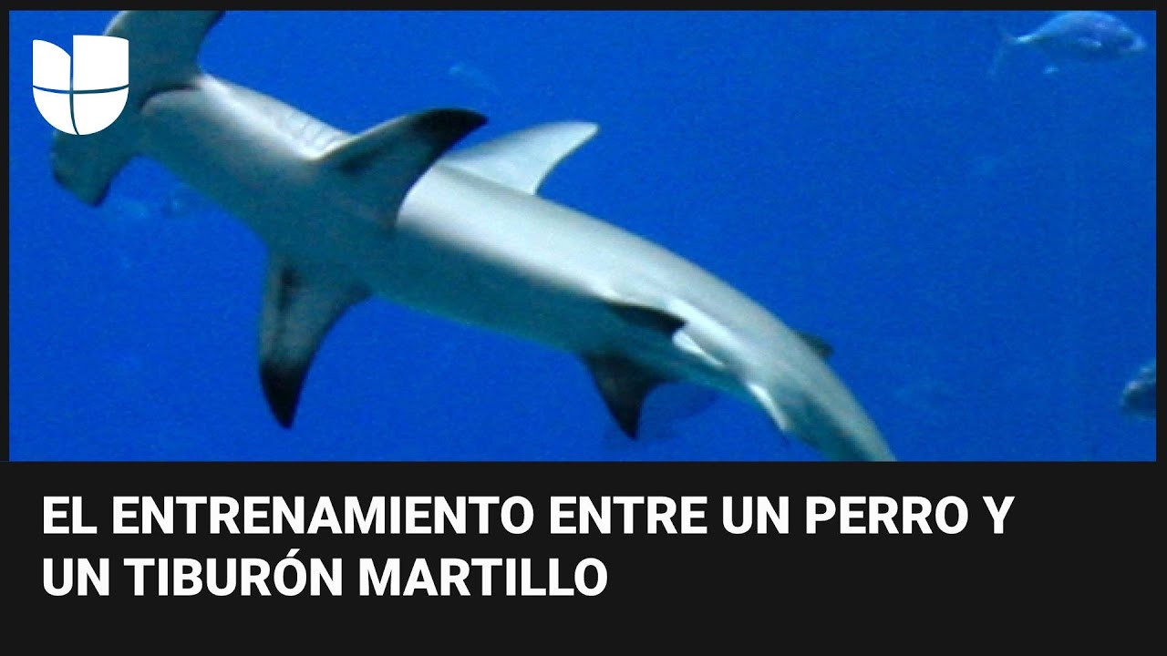 Así fue el escalofriante enfrentamiento entre un perro y un tiburón ...