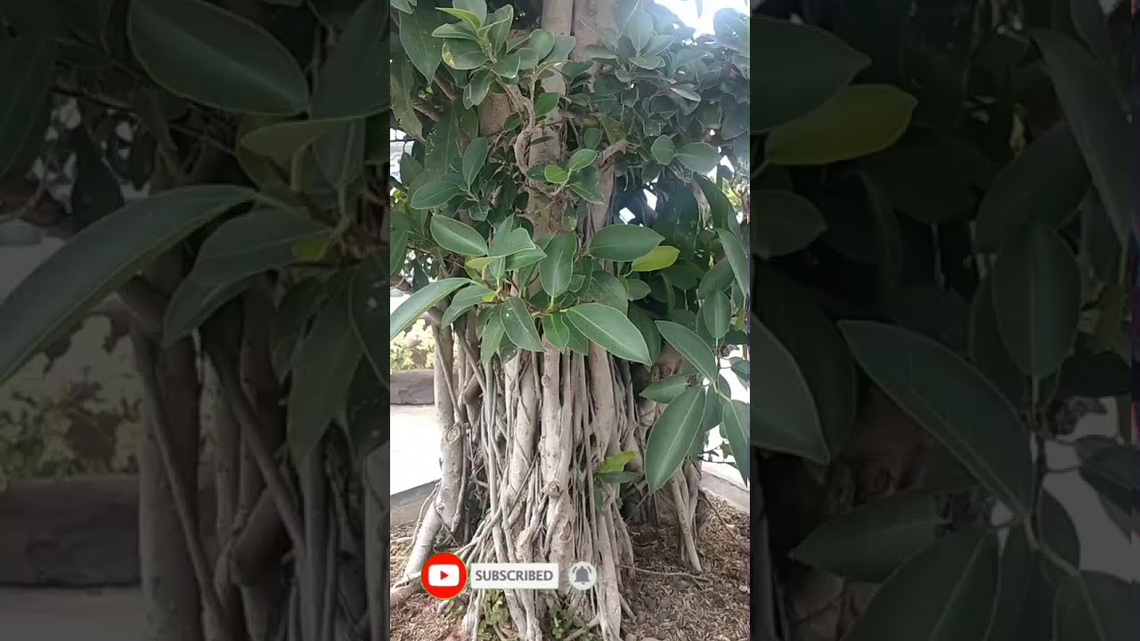BONSAI DOLLAR 2020 - YouTube