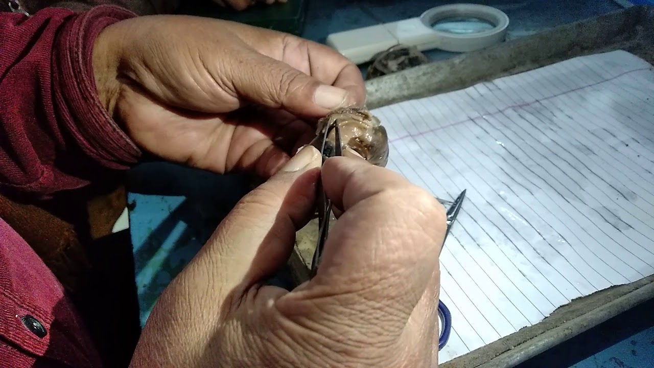 Dissection of Pila (Apple snail) - YouTube