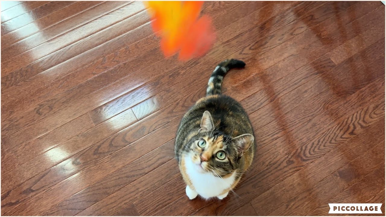 Cats catch the falling leaves - YouTube
