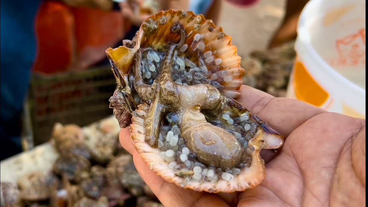 La almeja voladora también muerde - YouTube