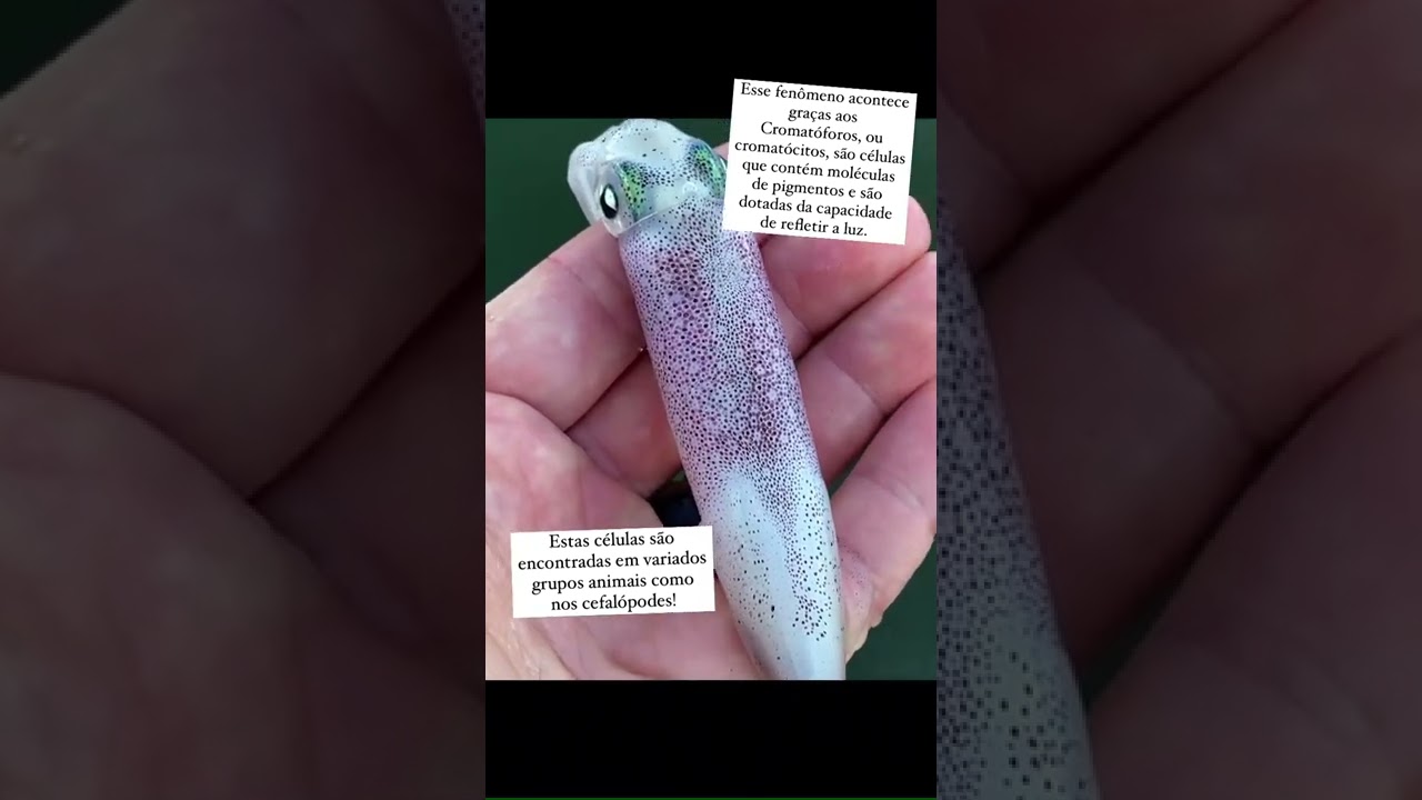 Cromatóforos! - YouTube