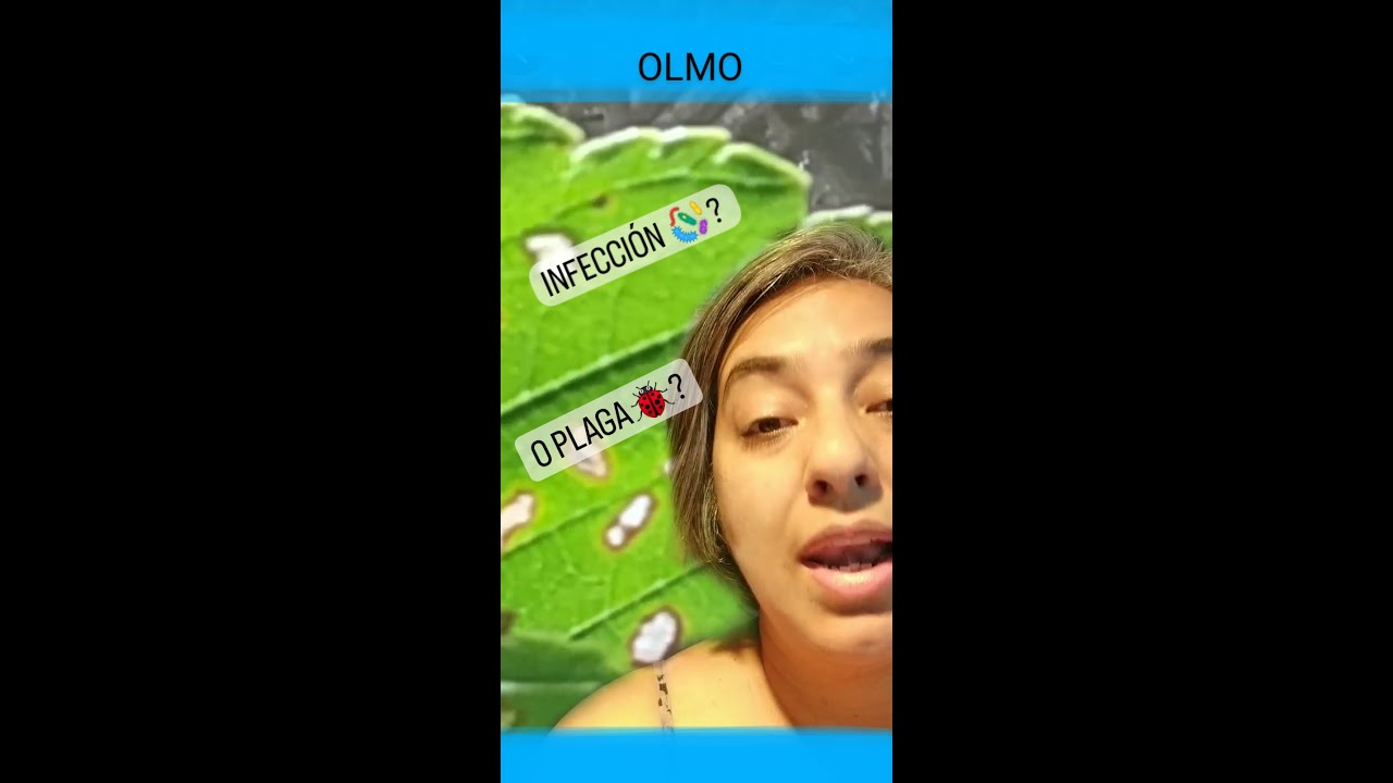 Qué le pasó a este Olmo? - YouTube