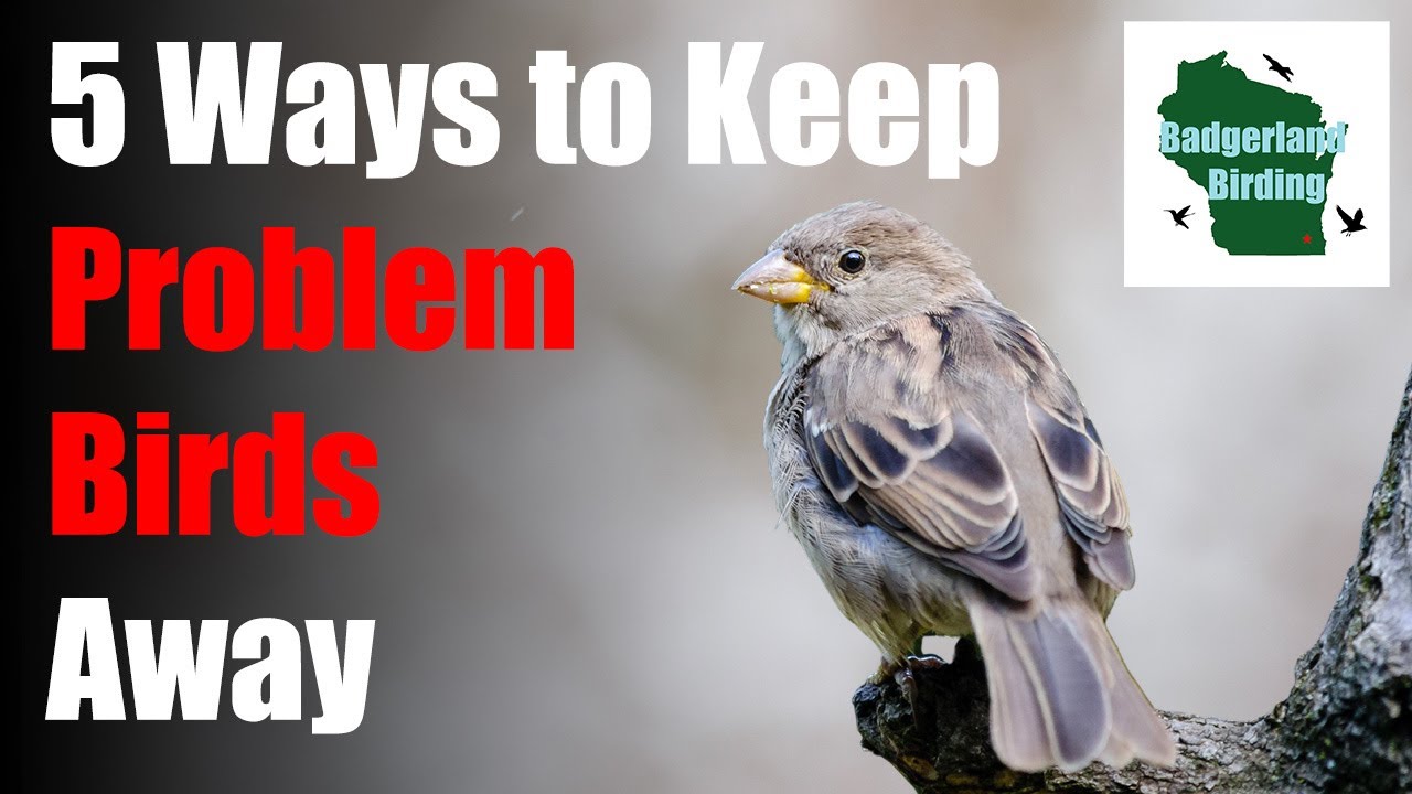 5 Ways to Keep Problem Birds Away from your Bird Feeders - YouTube