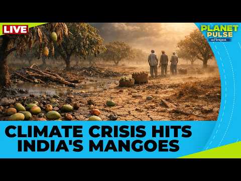 LIVE: Here's How Climate Change Is Putting India’s Mangoes at Risk | Planet Pulse | N18G