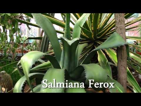 15 Gorgeous Agave Plants