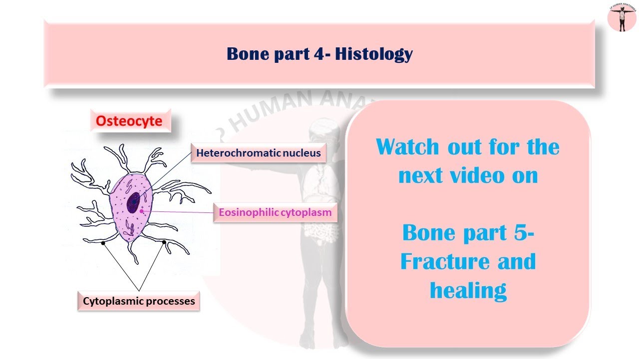 Bone part 4- histology - YouTube
