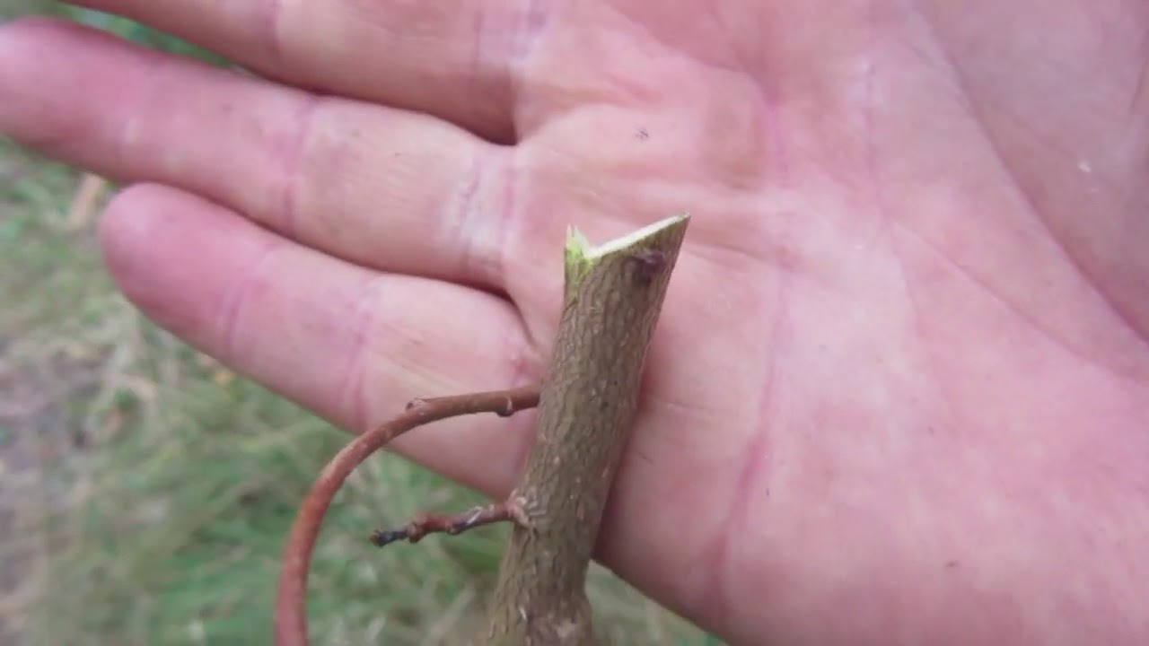 The Physics of The Scythe_cutting tree saplings - YouTube