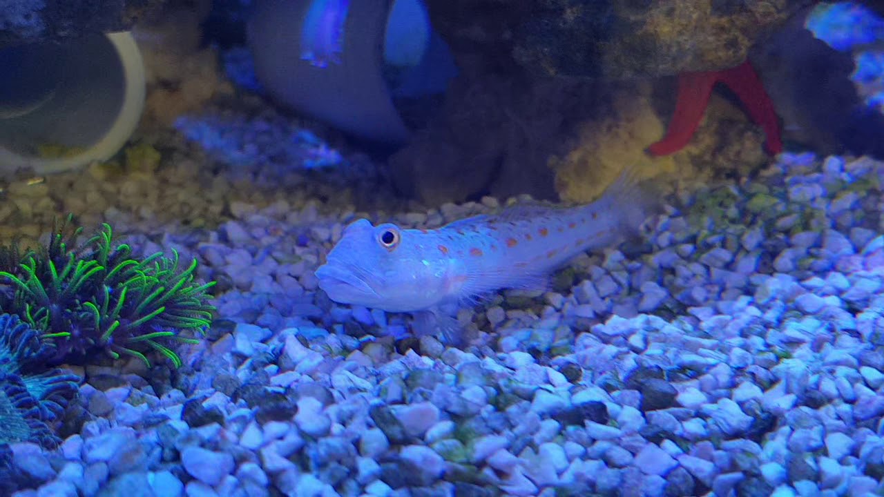 다이아몬드고비, 다곱(Diamond Goby)이 왔어요! - YouTube