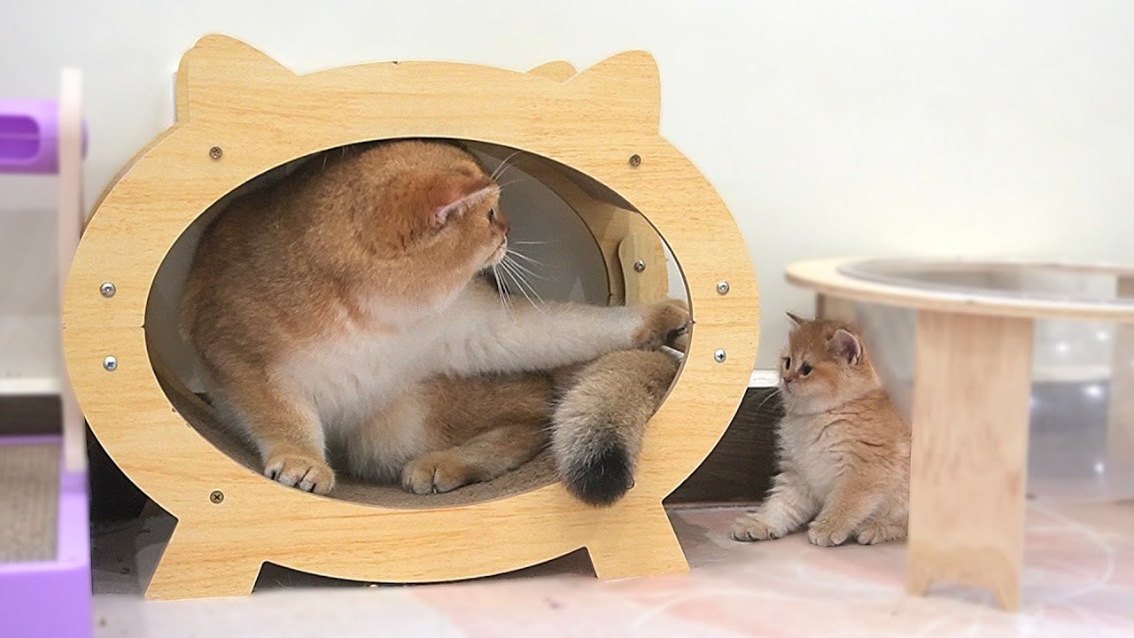 Kitten Berry's reaction to meeting Dad Cat Shin for the first time is ...