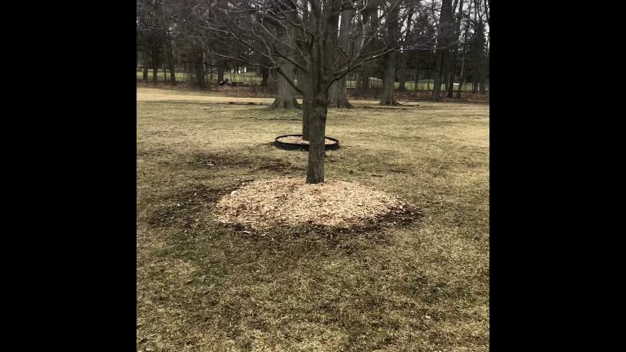 Shouldice Hospital - No Mesh Repair - Review - YouTube