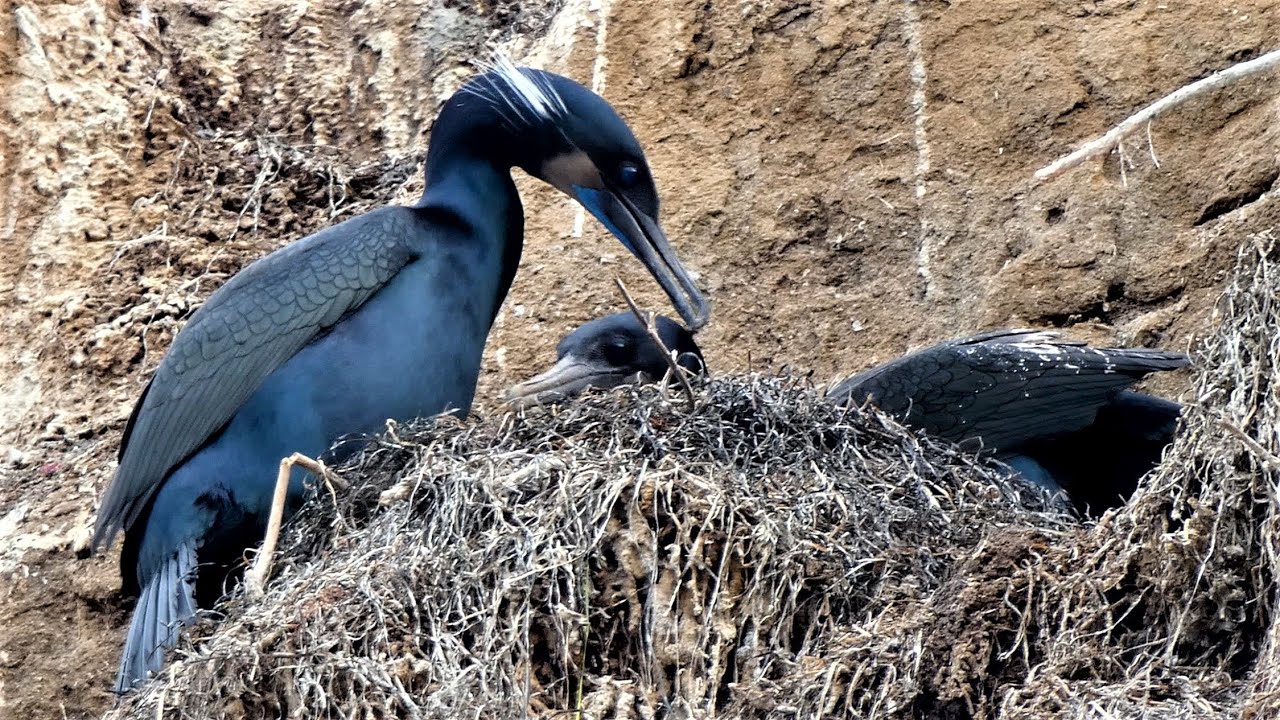 Brandt's Cormorant - Bird Behavior, Winter Breeding - YouTube
