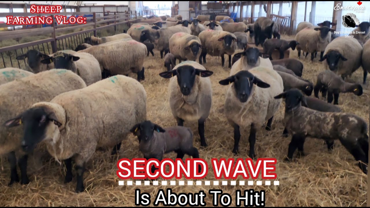 Preparing for the Second Wave of Lambs! Winter Lambing at Ewetopia ...