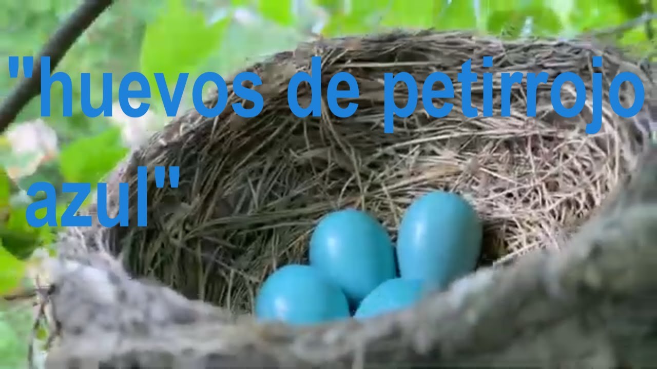 Hermosos huevos salvajes. de "petirrojo azul" Orchard Beach - YouTube