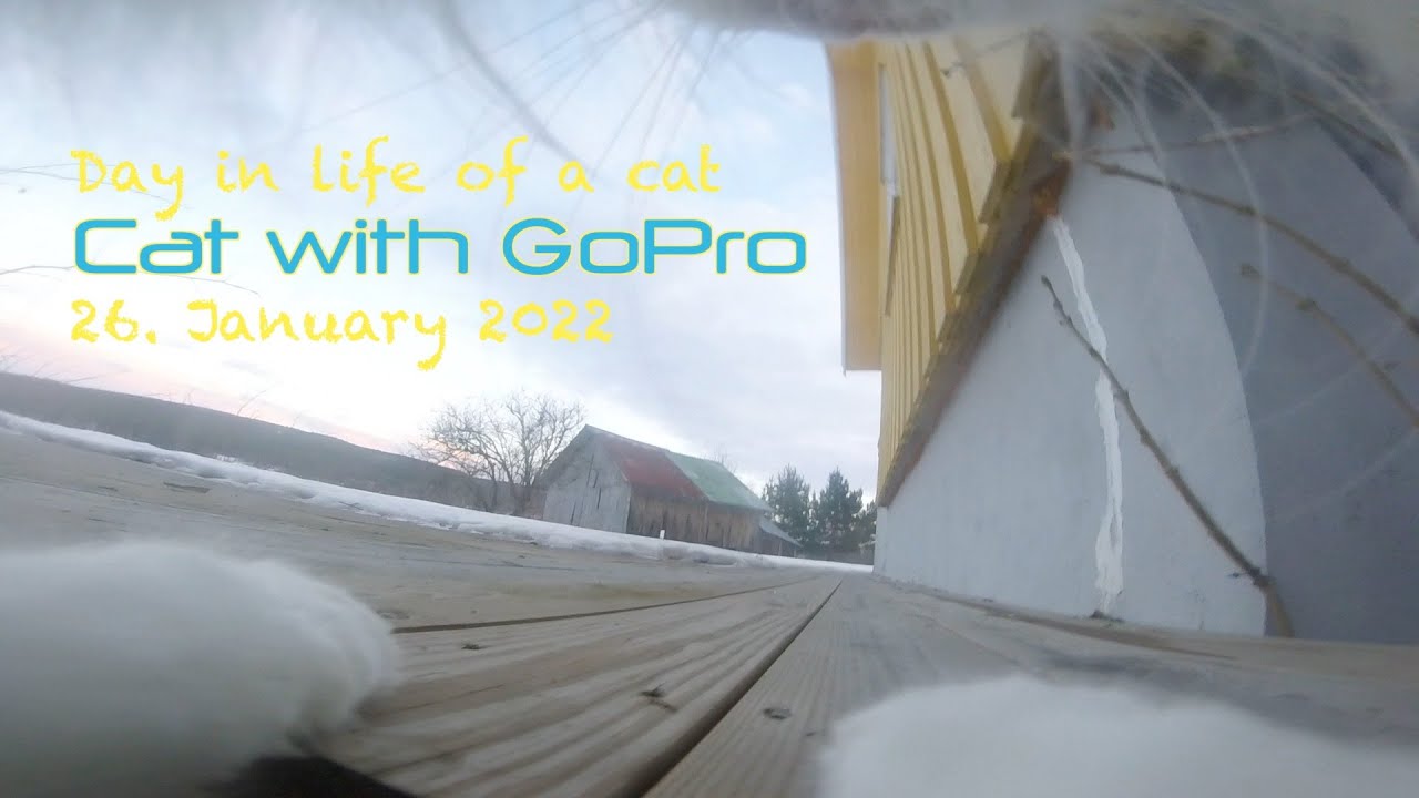 Cat with GoPro in freezing cold winter - YouTube