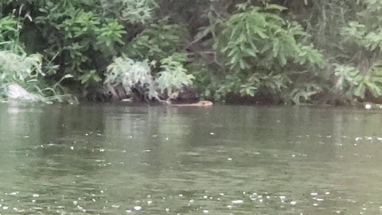 Super boring video of a beaver - YouTube