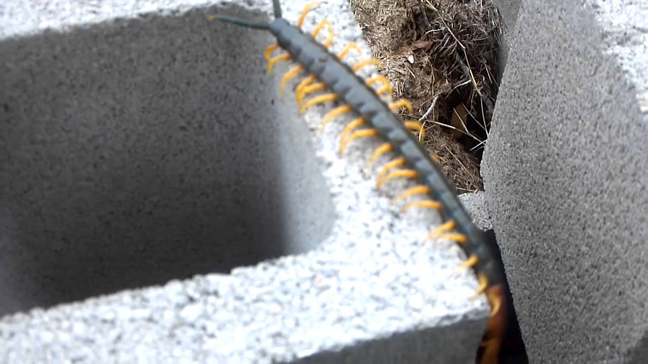 Giant Texas Red Headed Centipede - YouTube