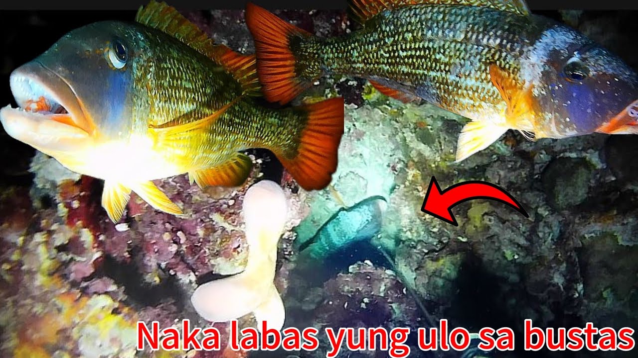 Naka labas yung ulo nya,idol mata spearfishing channel Marinduque po ...