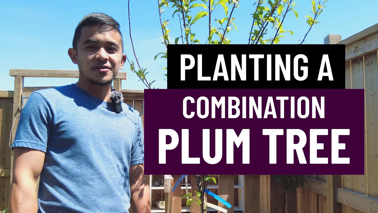 Planting A Combination Plum Tree - YouTube