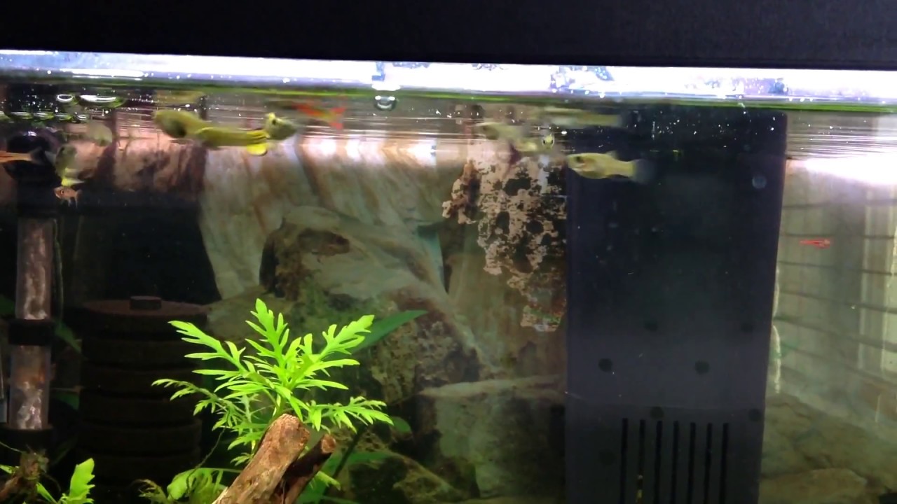 Endler guppy yellow tiger, endler guppy neon flash, endler guppy red ...