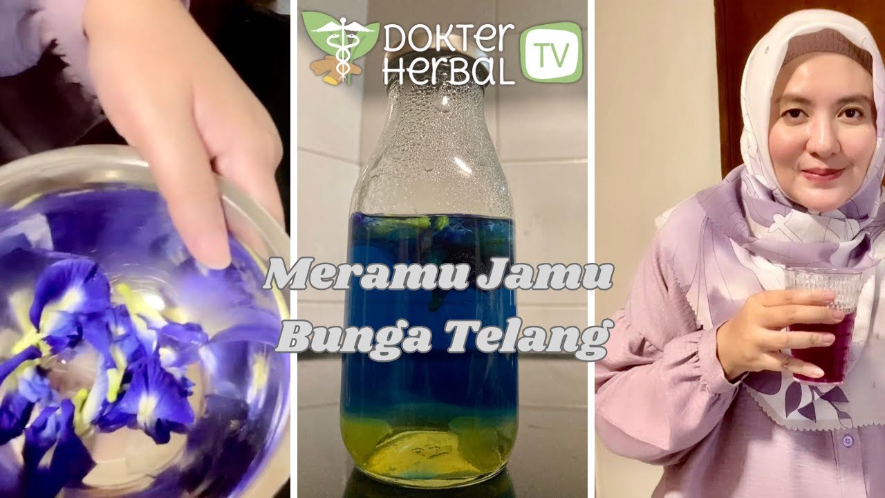 Meramu Jamu Bunga Telang - Konten Spesial Hari Jamu Nasional 27 Mei ...