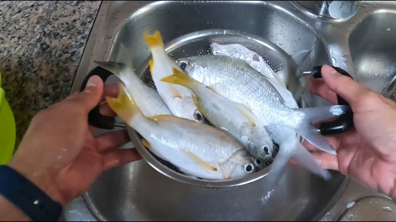 FRESH FISH, CLEAN AND COOK SILVER-BIDDY FISH, ONE SPOT SNAPPER AND ...