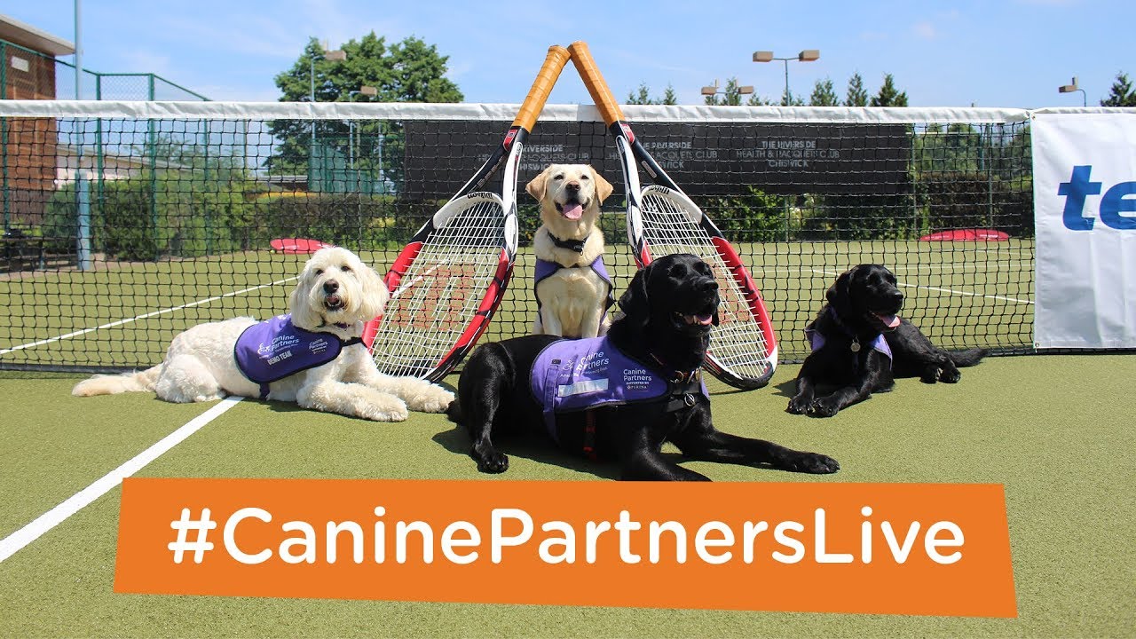 Canine Partners Live @ Chiswick Riverside | Canine Partners - YouTube