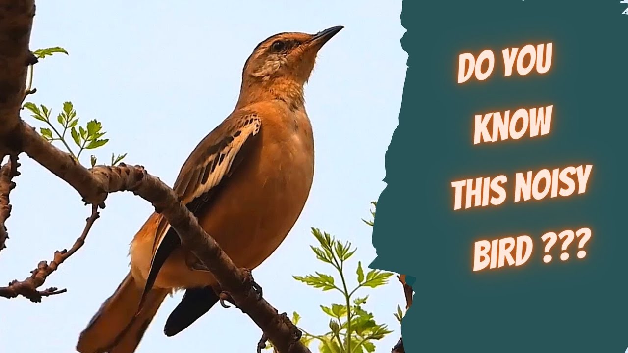 WHITE-BANDED-MOCKINGBIRD Singing calling, Mimus triurus, Calhandra-de ...