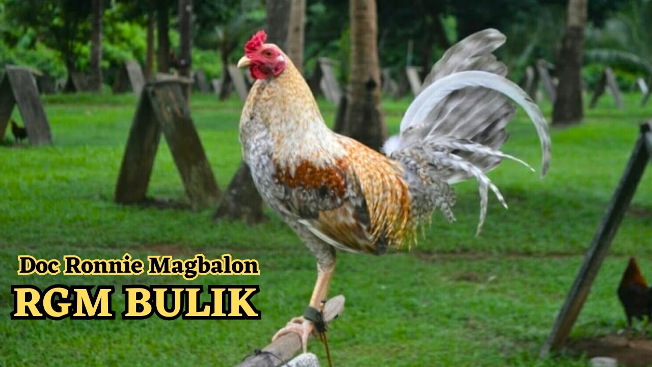 Doc Ronnie Magbalon | Randy Hebron | WGE 2023 Poultry Expo - YouTube
