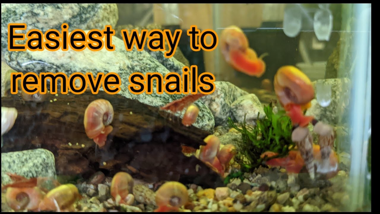 How to remove snails from your aquarium - YouTube