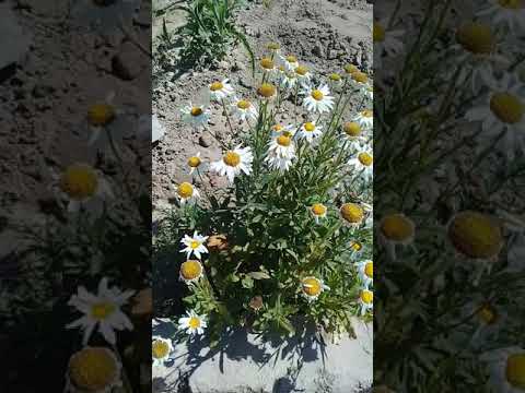 GÜL BAĞÇASI💐👍  ÇİÇEK  BAHÇESİ 🌹KƏNDDƏKİ HƏYAT .BƏYƏNİB👍DƏSTƏK OLMAĞI UNUTMAYIN 🌹