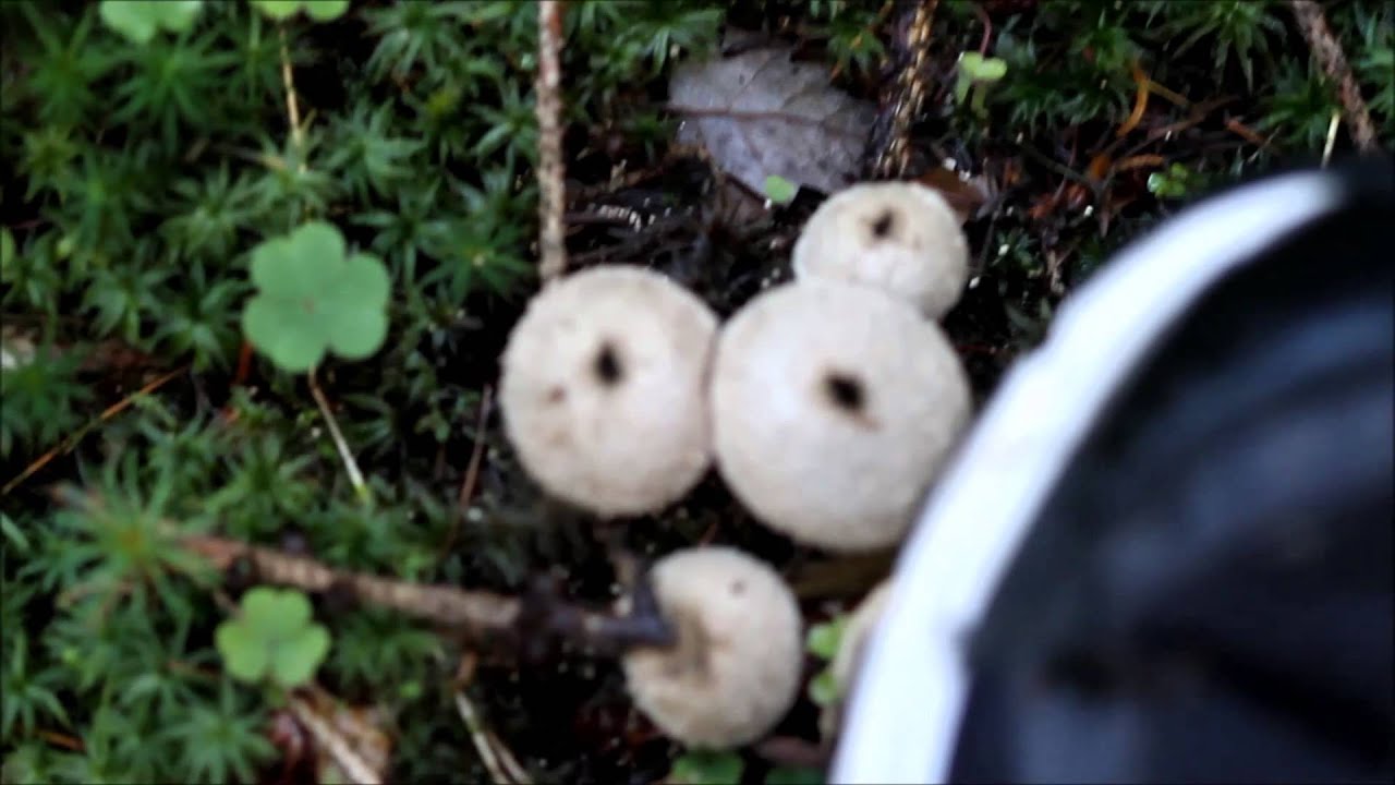 Puffball mushrooms release cloud of spores - YouTube
