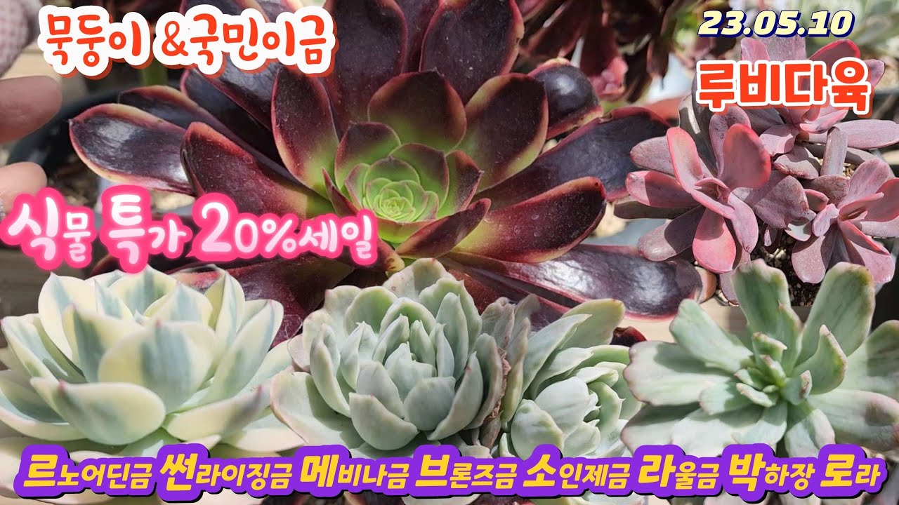 루비다육4묵둥이국민이금다육브론즈금소인제금석연화메비나금파스텔금엔젤윙금썬라이징백련라울금누다금박하장미니벨