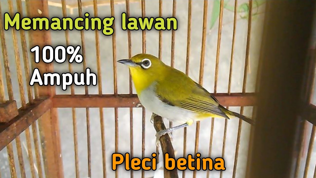 Pleci Betina buxtoni buat Pancingan Pleci bahan - YouTube