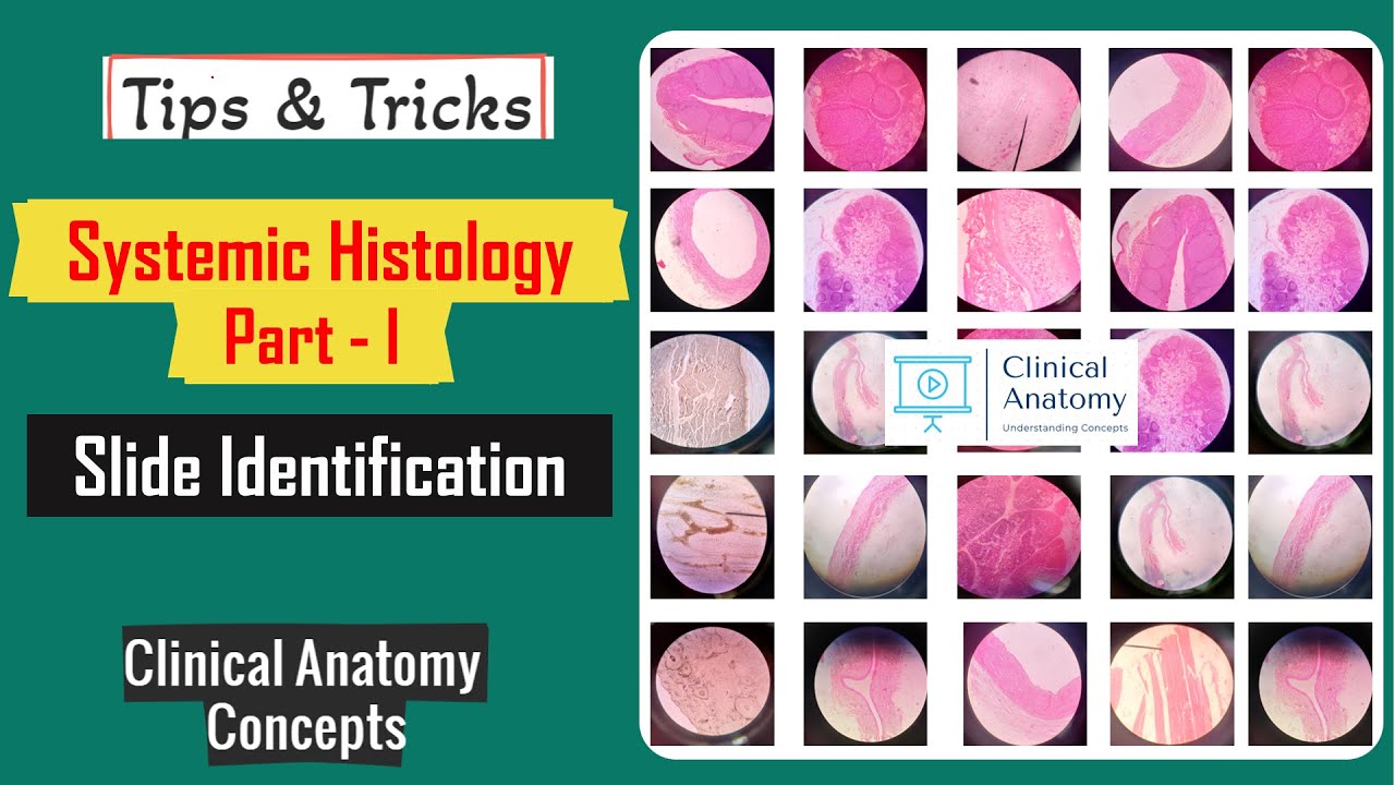 Systemic Histology Part - I Slide Identification Tips & Tricks I ...