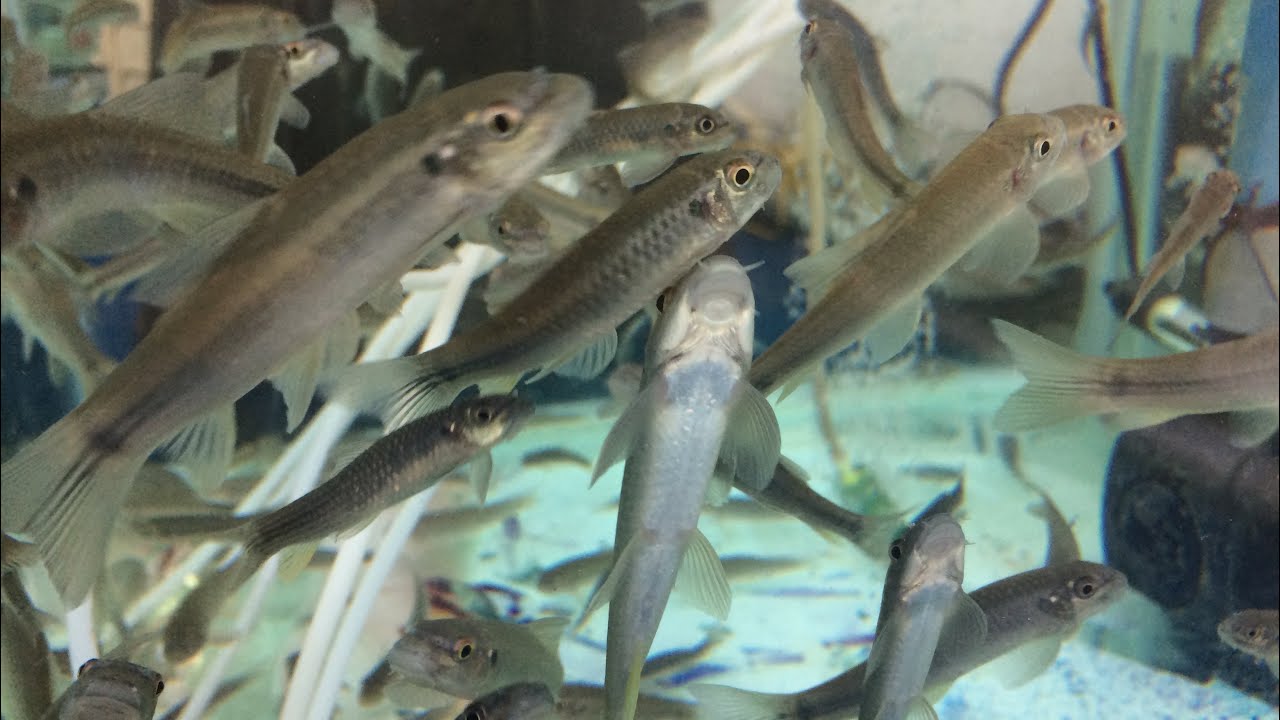 Fish Pedicure: Health Risks? Explained - YouTube