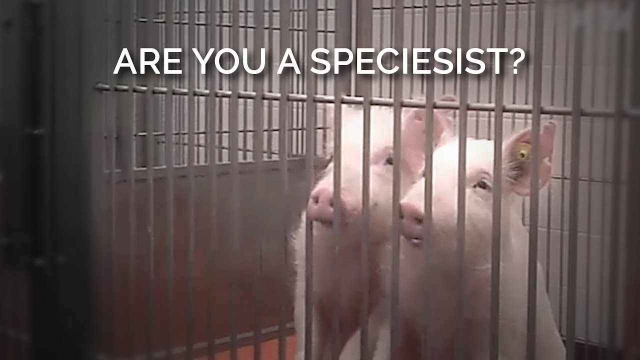 Are You a Speciesist? - YouTube