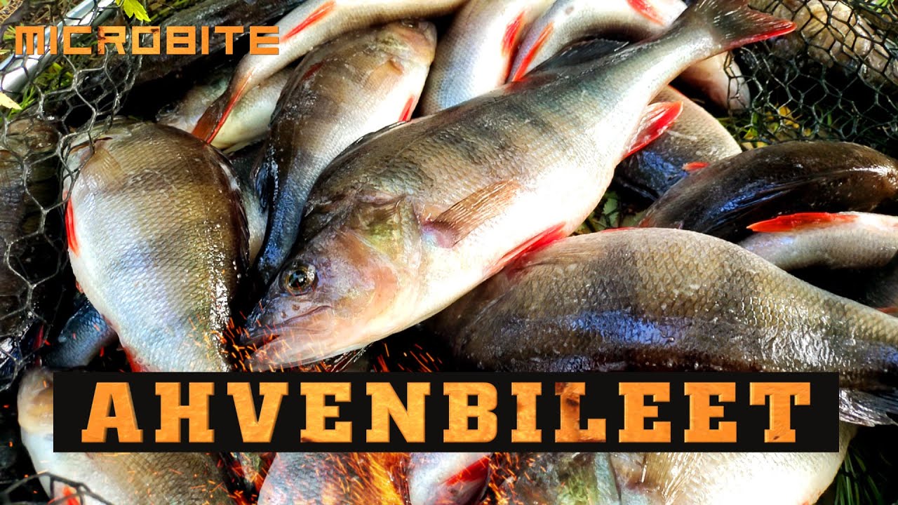 Ahvenkassi videoo / Ahventa purkkiin - YouTube