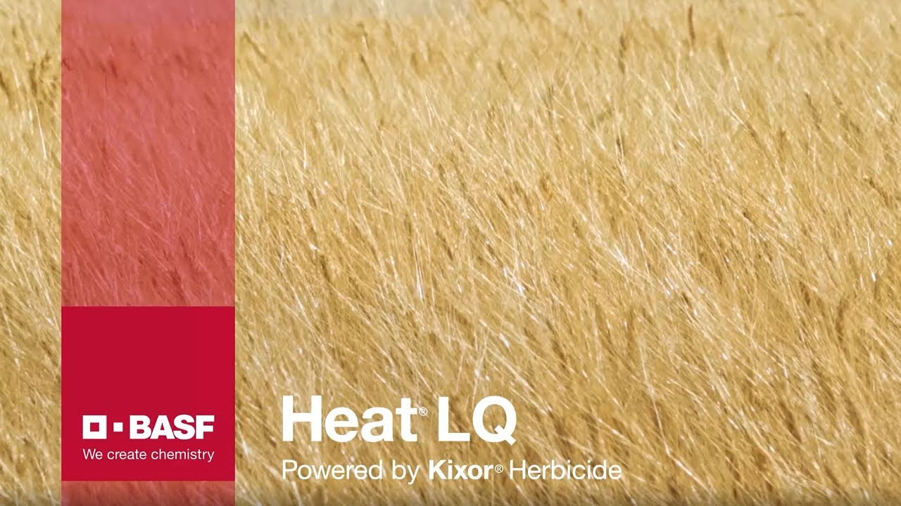 Heat LQ Harvest Aid On Cereals | BASF - YouTube