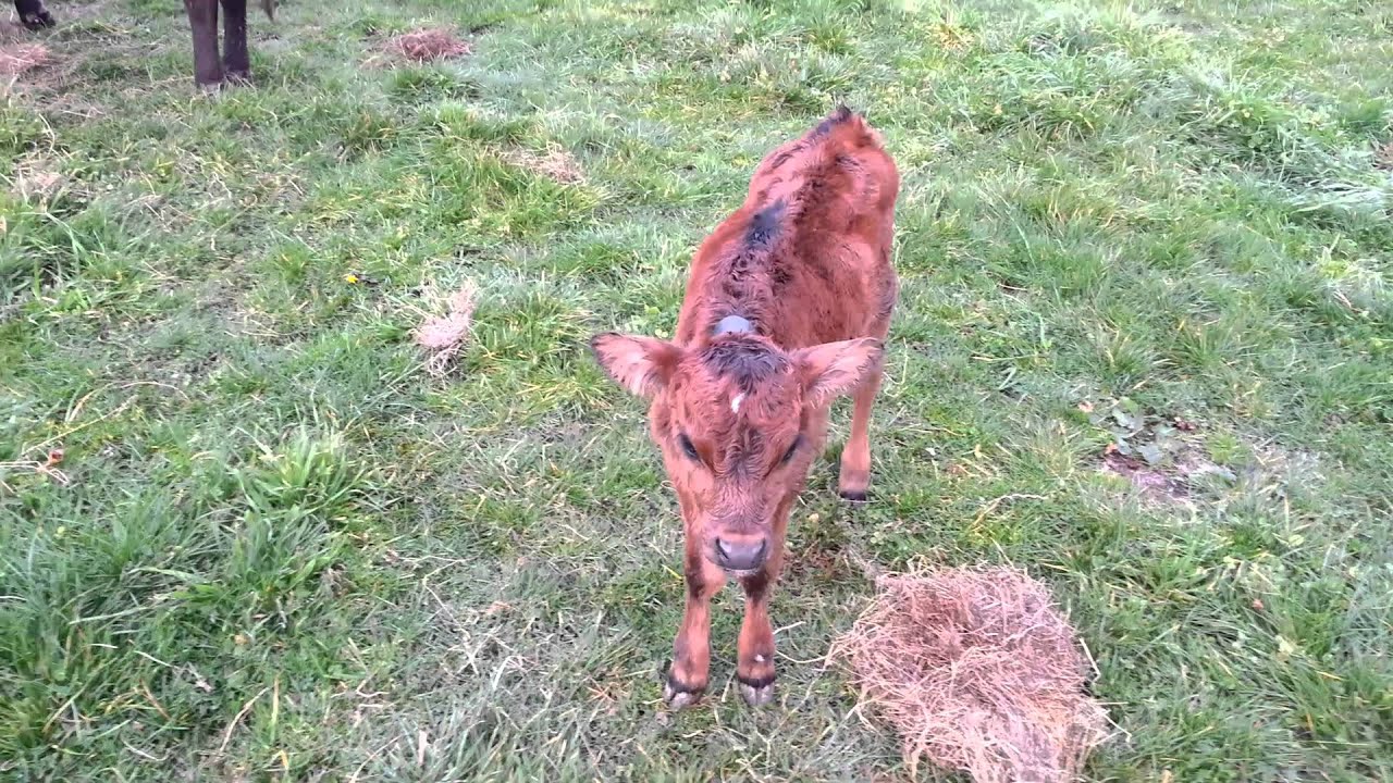 #NZcows in the calving paddock - YouTube