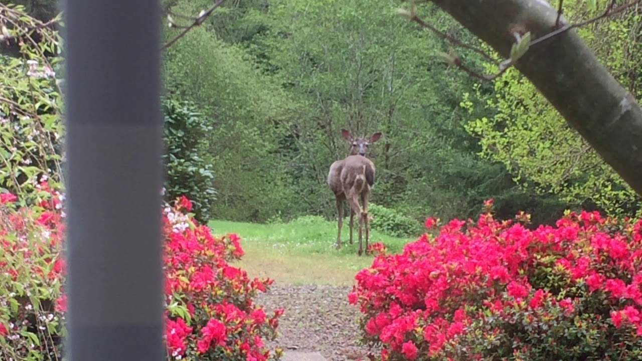 Deer out the window. - YouTube