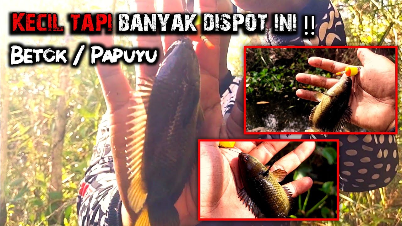 mancing ikan betok di rawa umpan cacing , Edisi mancing Betok / Papuyu ...