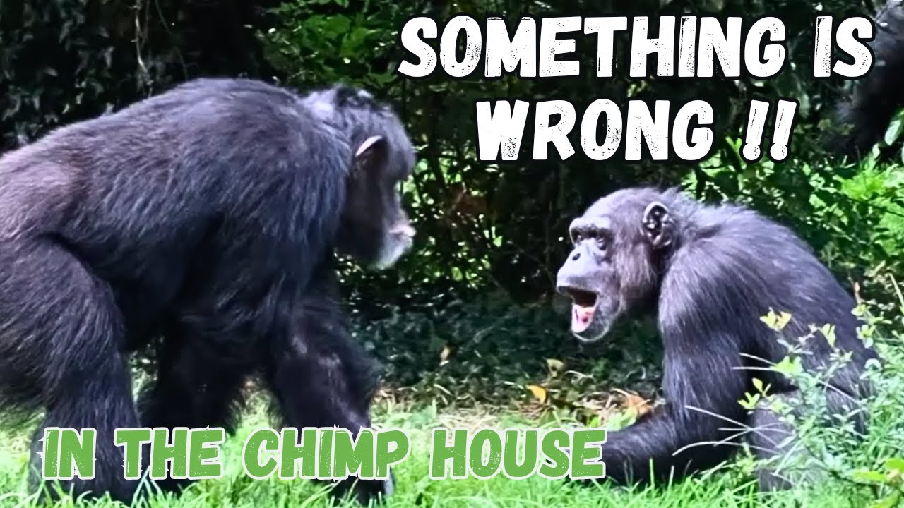 Chimpanzee's Running And Screaming At Each Other !! What is Happening ...