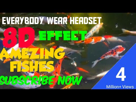 AMEZING FISHES (WEAR HEADSET 8D EFFECT)♥️💝🥰😍#trending#status#whatsapp#love#kinds#feelings#family