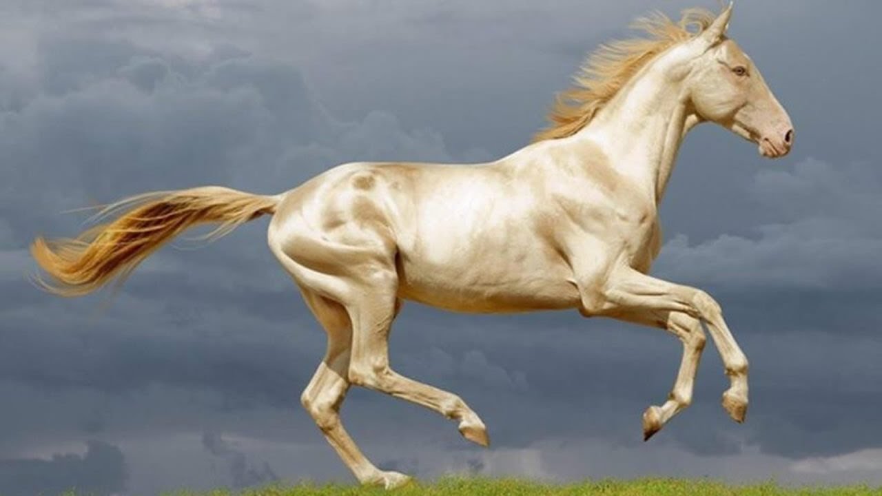 10 Caballos Increíbles Que No Creerás Que Existen - YouTube