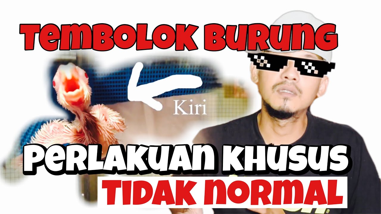 Tembolok kidal pada falk | parkit australia - YouTube