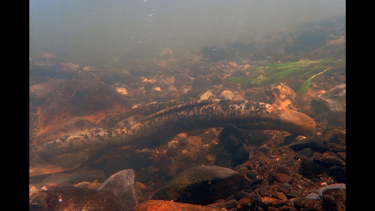 Sea lampreys (and a river lamprey) nest building, Lower River Shannon ...